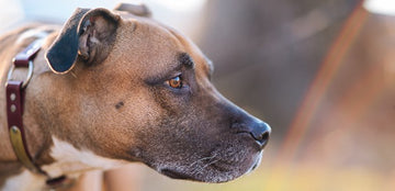 Adopt a Less-Adoptable Pet Week – One Fur All