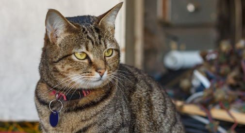 National Pet ID Awareness Week: Keeping Pets Safe – One Fur All